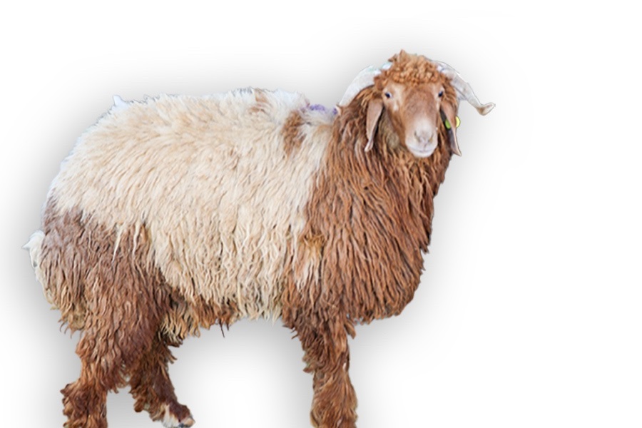 ARABIC SHEEP