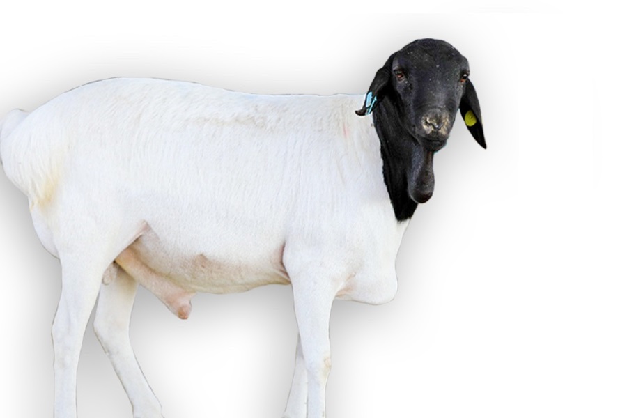 SOMALI SHEEP