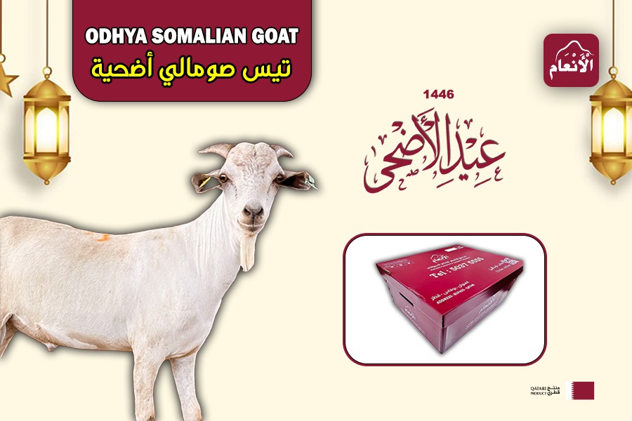 ODYA SOMALIAN GOAT