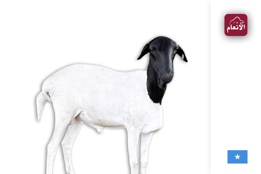 YOUNG SOMALI SHEEP PREMIUM 07