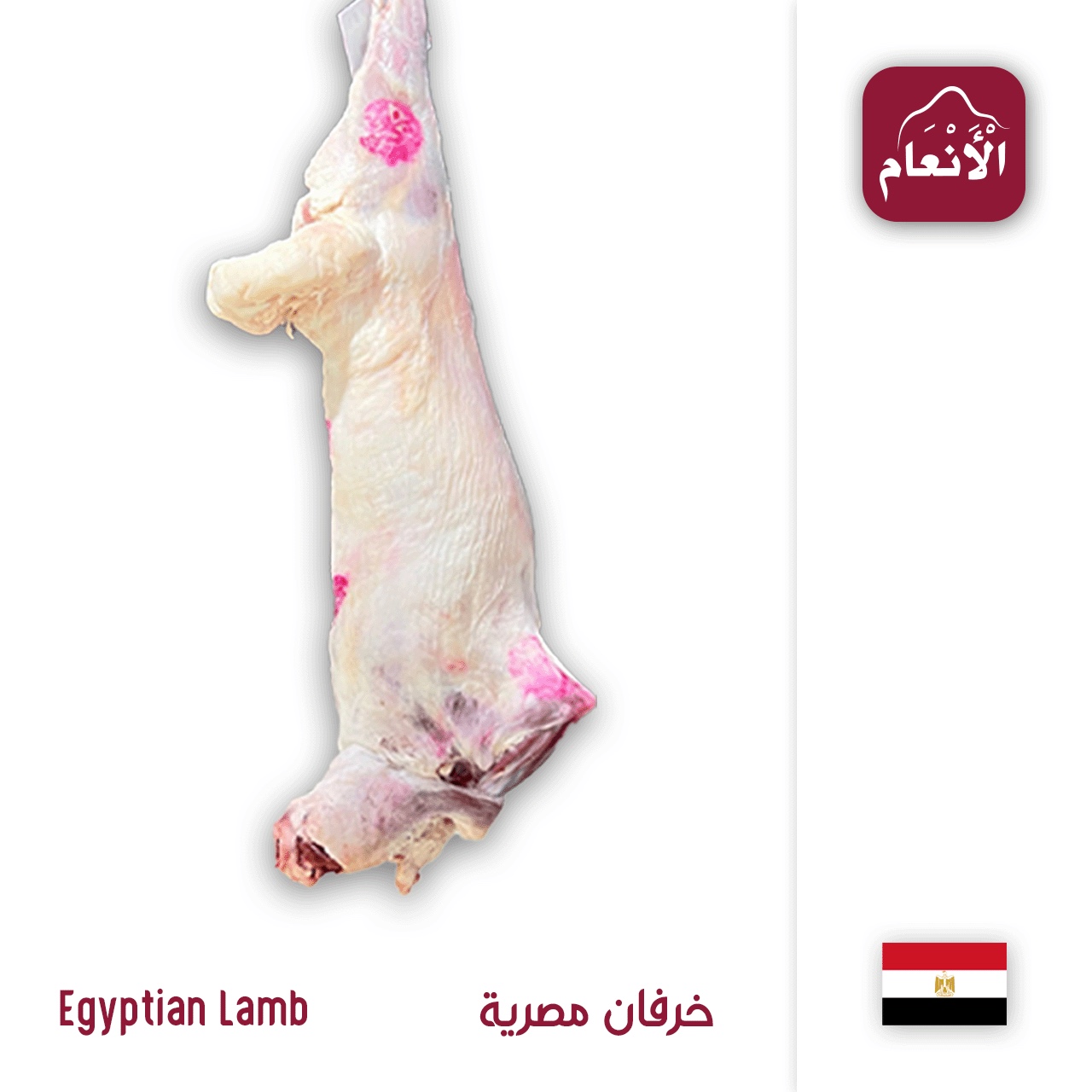 CHILLED EGYPTIAN LAMB