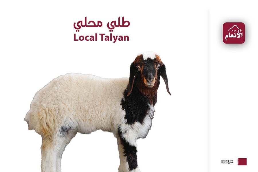 LOCAL TALYAN