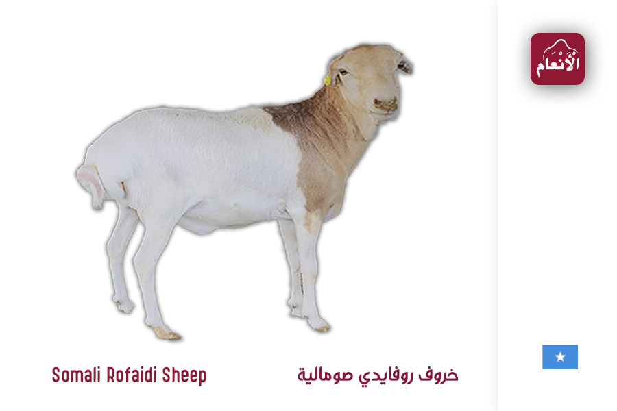 SOMALI ROFAIDI SHEEP