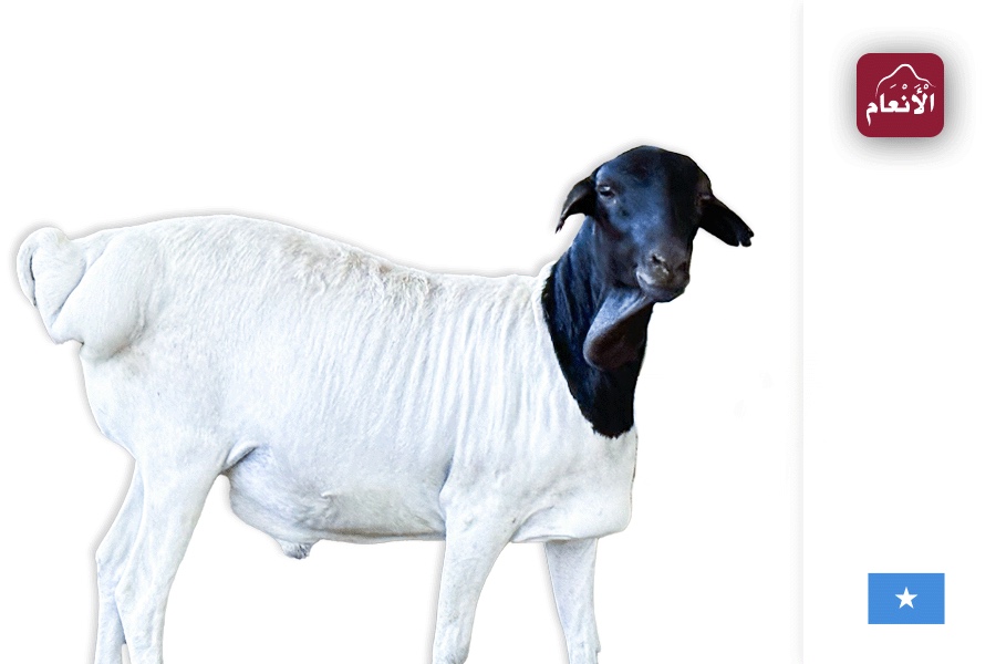 SOMALI SHEEP 02