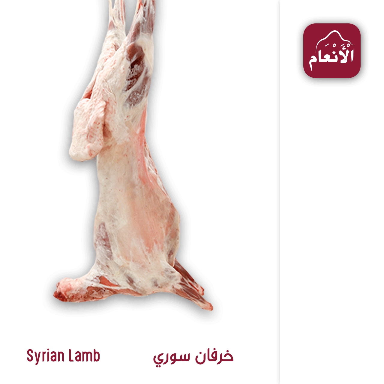 CHILLED SYRIAN LAMB