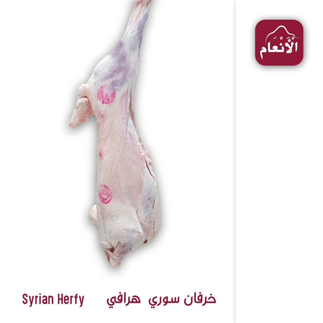 CHILLED HERFY SYRIAN LAMB