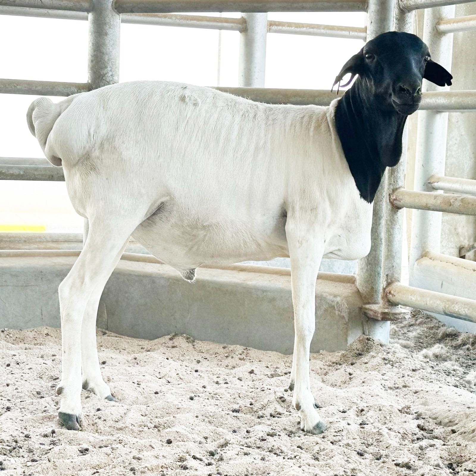 SOMALI LAMB 03